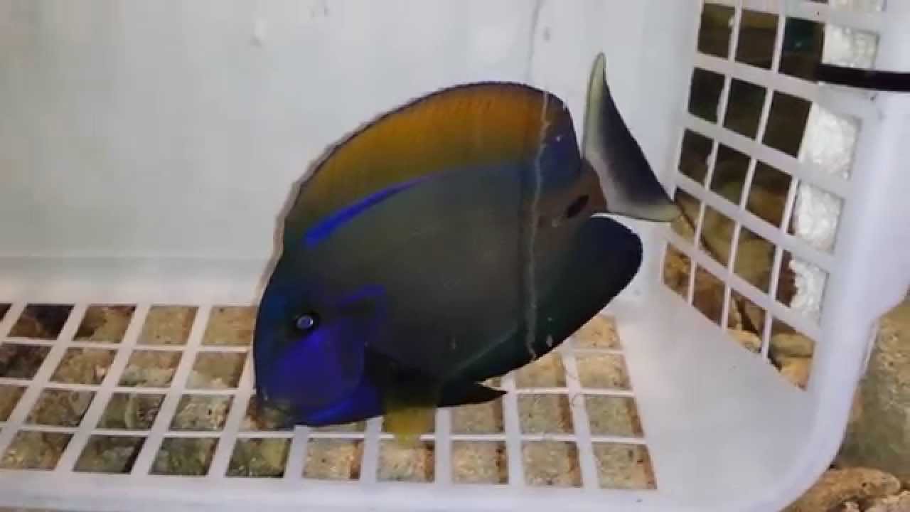Fowleri Tang $225 - Sumatra - YouTube