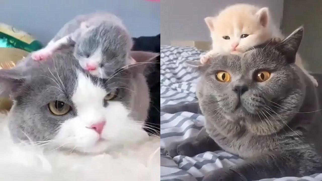 😂Çok Komik Çok Sevimli😻Komik ve Sevimli Kediler Evcil Hayvanlar Video ...