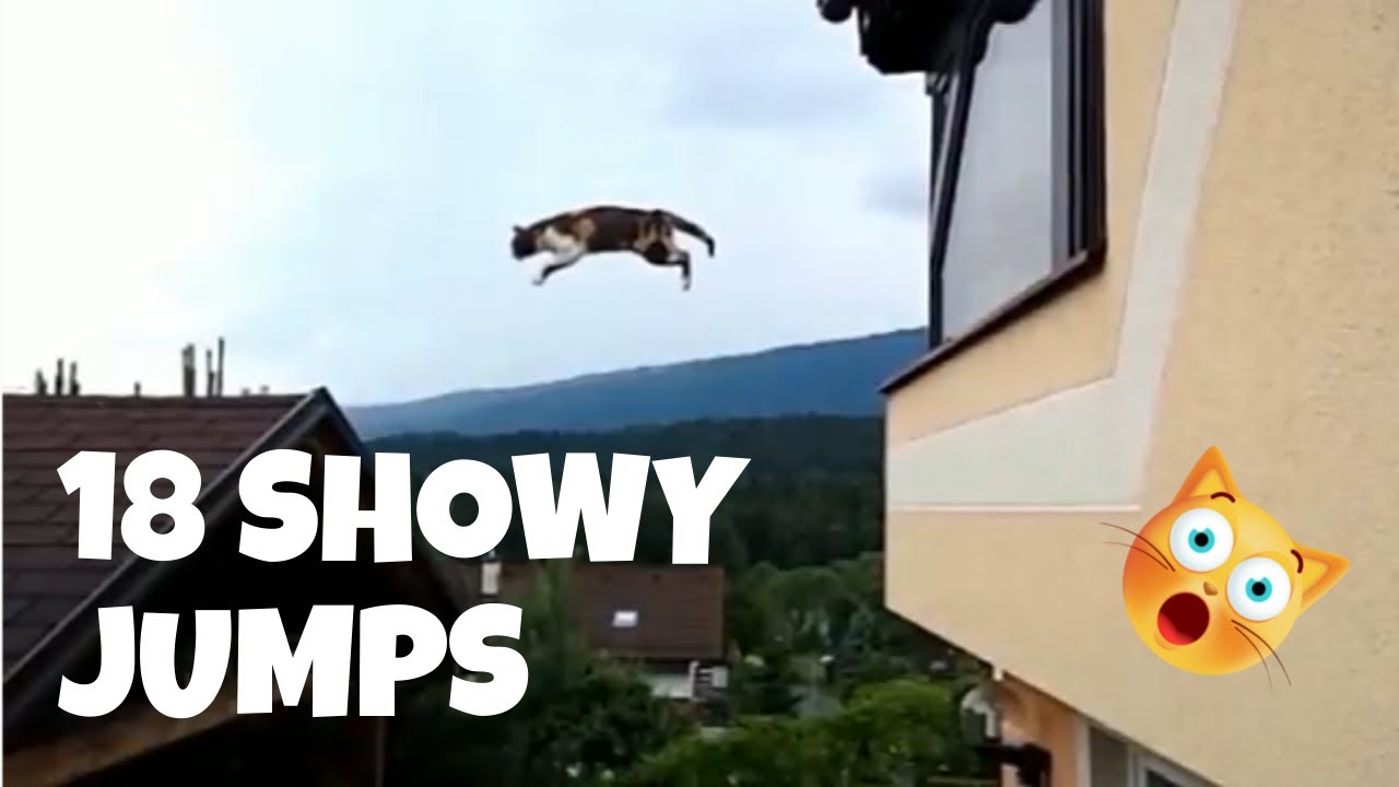 18 Most Showy Cat Jumps 🙀 Funny Cats Videos - YouTube