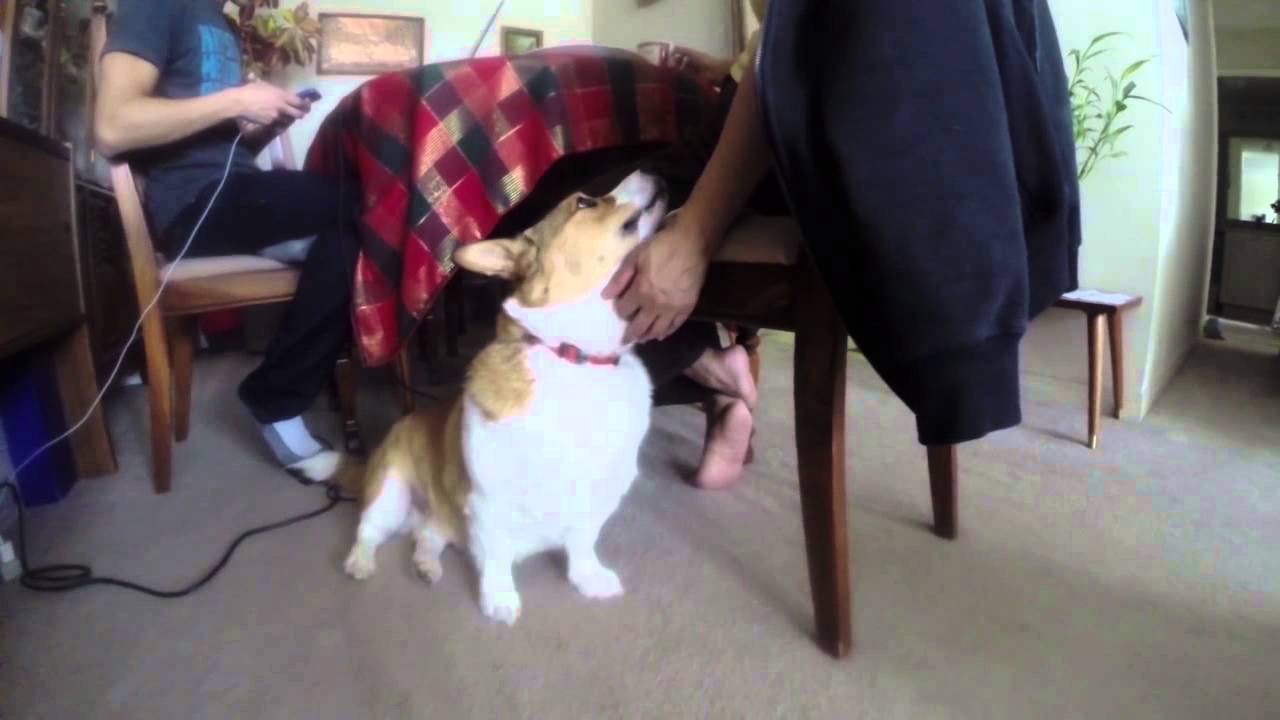 Brds the corgi knows he's a gangster 16 - YouTube