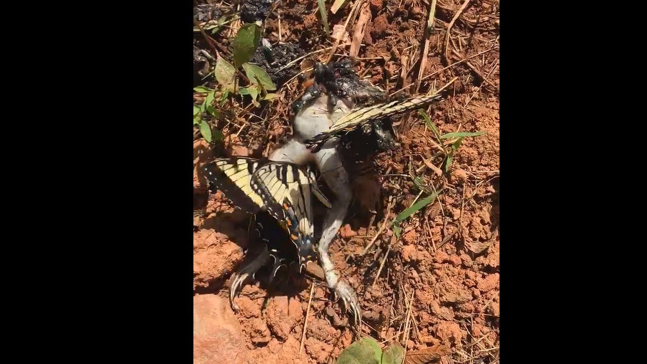 Butterfly Eats Frog - YouTube