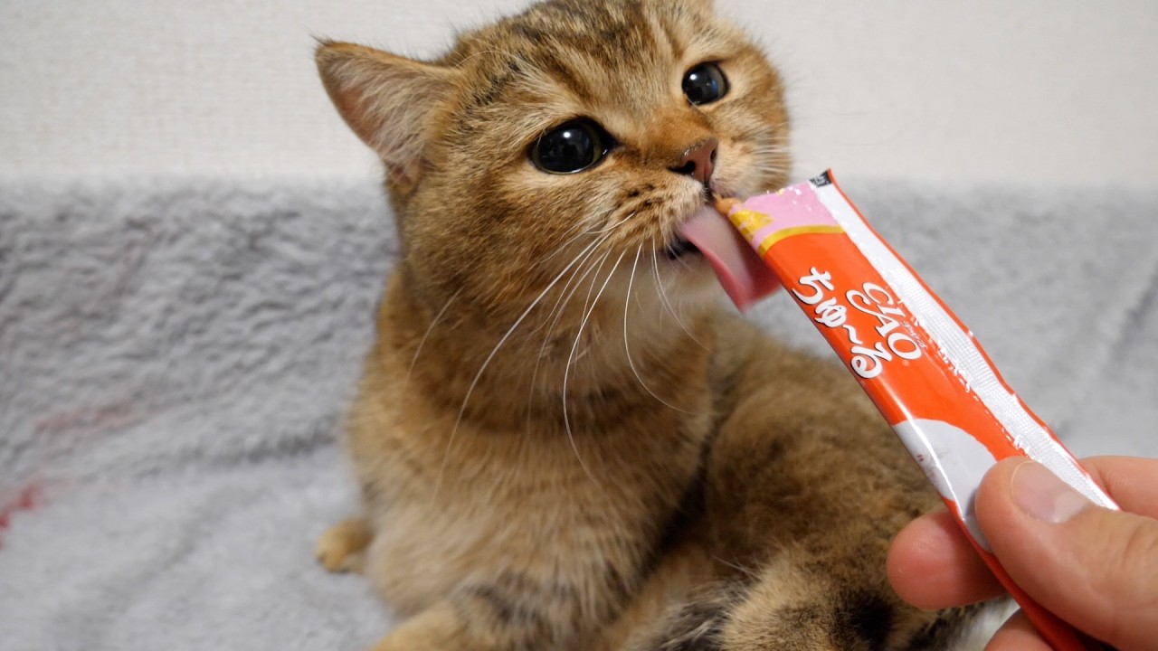 Mother cat Charo and her baby kittens just after giving birth. - YouTube