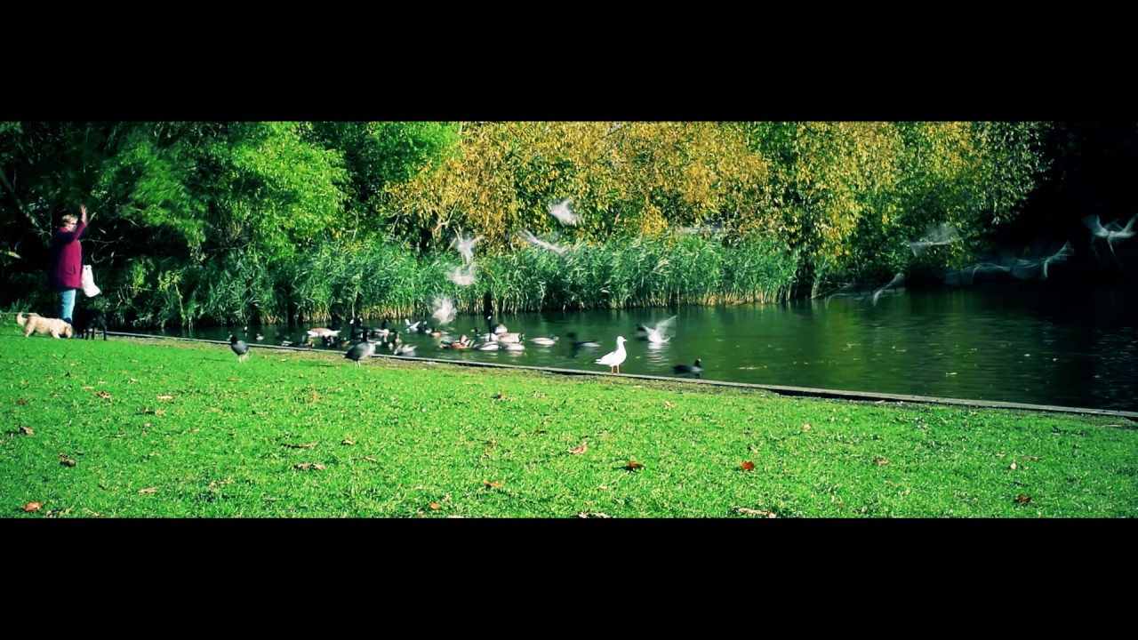 BIRD SHORT TIME LAPSE - YouTube