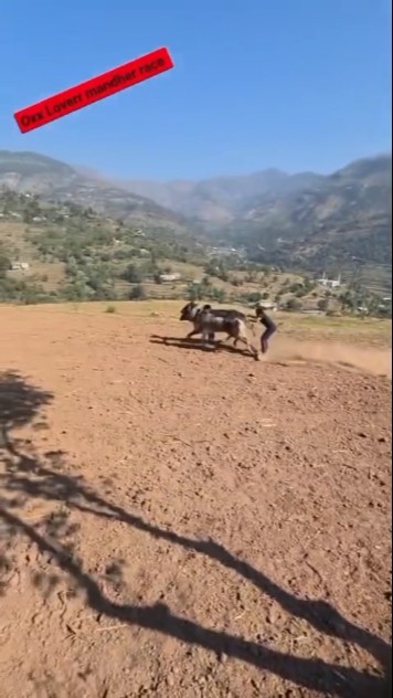 ox race Vedio #ox #oxrunning #oxracesap #bull #bullfarm # ...