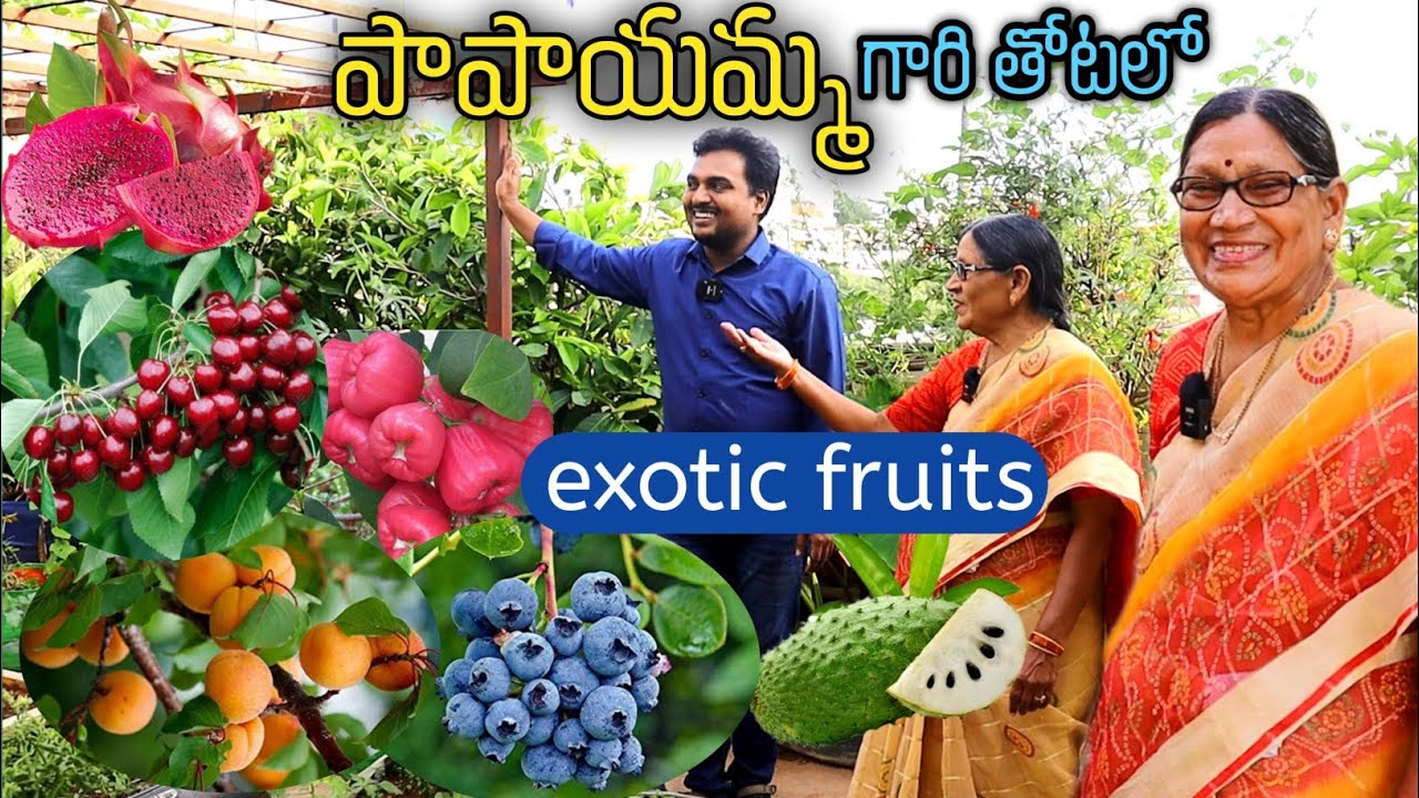పాపాయమ్మ గారి తోటలో exotic fruits #soursop #blueberry #cherry # ...