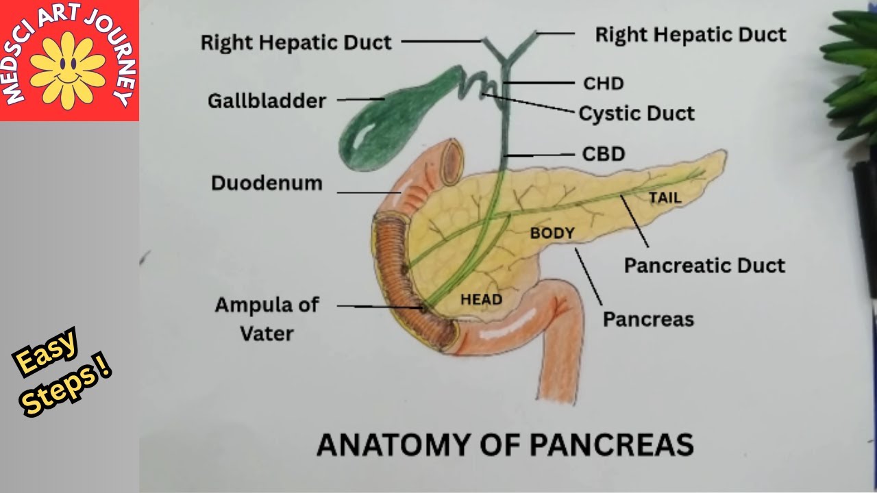 How to Draw the Anatomy of the Pancreas | Simple Medical Diagram - YouTube