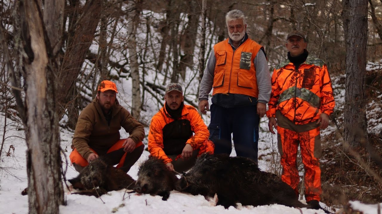 Κυνήγι αγριόχοιρου. Κοπάδι 🇬🇷 / Wild boar hunting Greece - YouTube