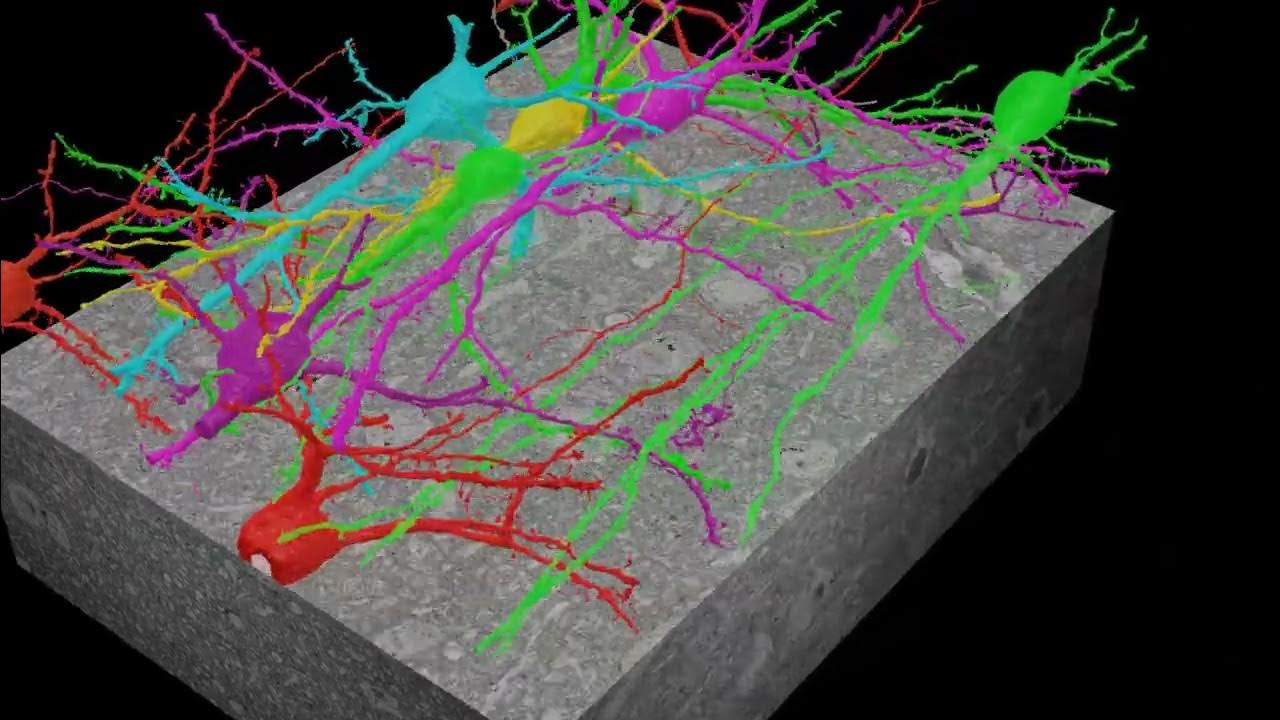 Neuron and connectome reconstructions of Mouse, Macaque, and Human cortex from electron ...