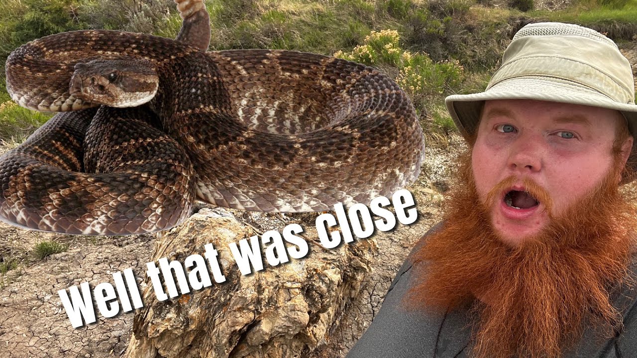 Petrified Forest Peril: Narrowly Avoiding a Rattlesnake Bite on the ...