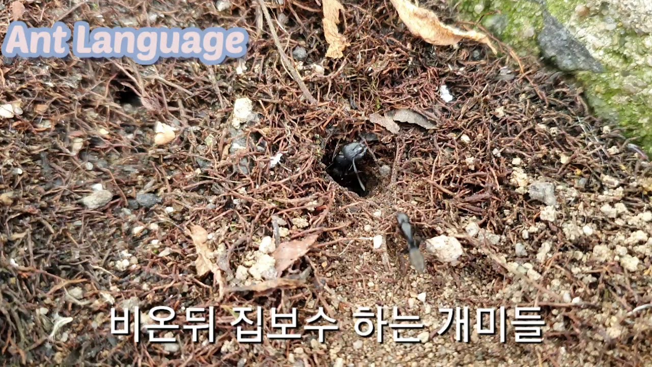 Ant language 개미의 언어 - YouTube