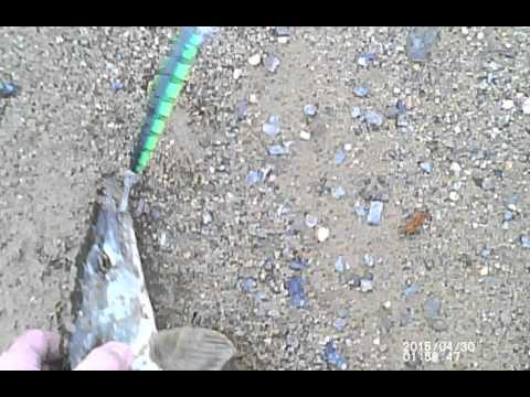 30 4 2015 Hauen kalastus Merikarvia - YouTube