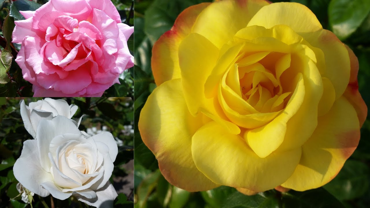 THE MOST BEAUTIFUL ROSES IN FULL BLOOM-MUST WATCH! - YouTube