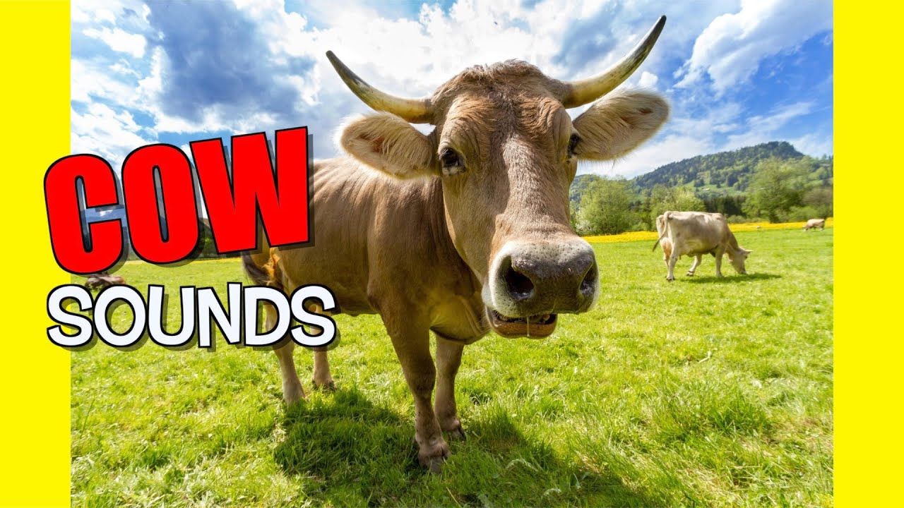 Cow Sounds - YouTube