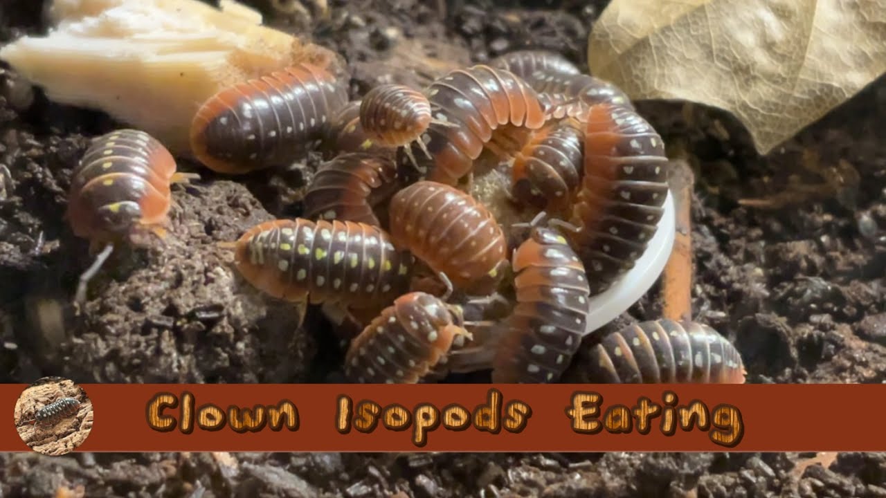 Clown Isopods Feeding (Armadillidium klugii) - YouTube
