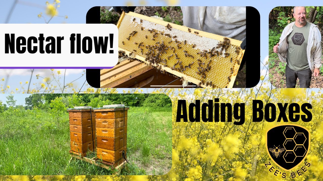 Northeast Wisconsin Nectar Flow hitting hard - YouTube