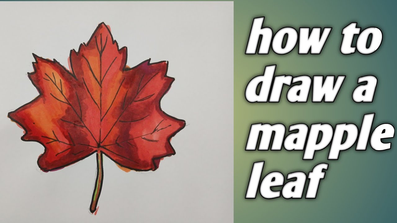 How to draw maple leaf..#Drawing #mapleleaf #kaustavs #kaustavsdrawing ...