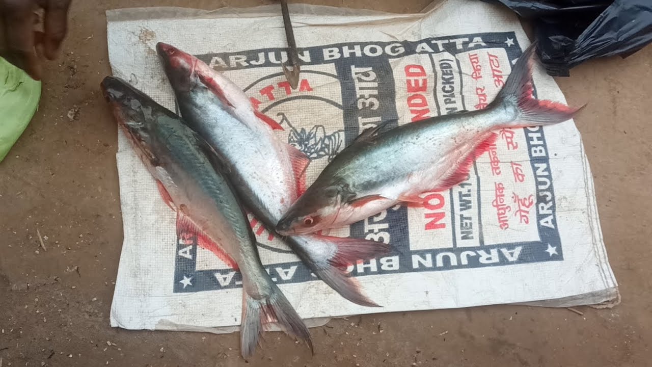 Samudri Machhali || Fish Samudri Machhali (Rashi Ninja 4K) - YouTube