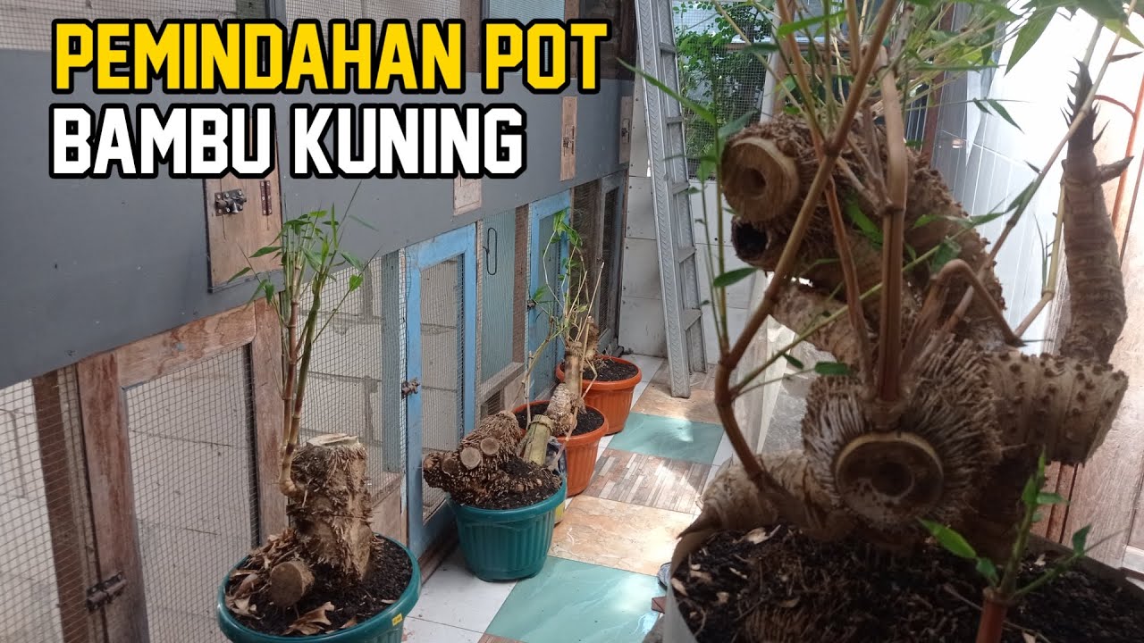 DARIPADA DIBUANG, KITA BUAT BAMBU KUNING INI MENJADI CALON BONSAI ...