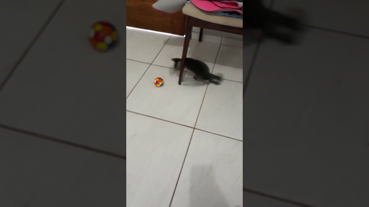 Olaff um gato especial - YouTube