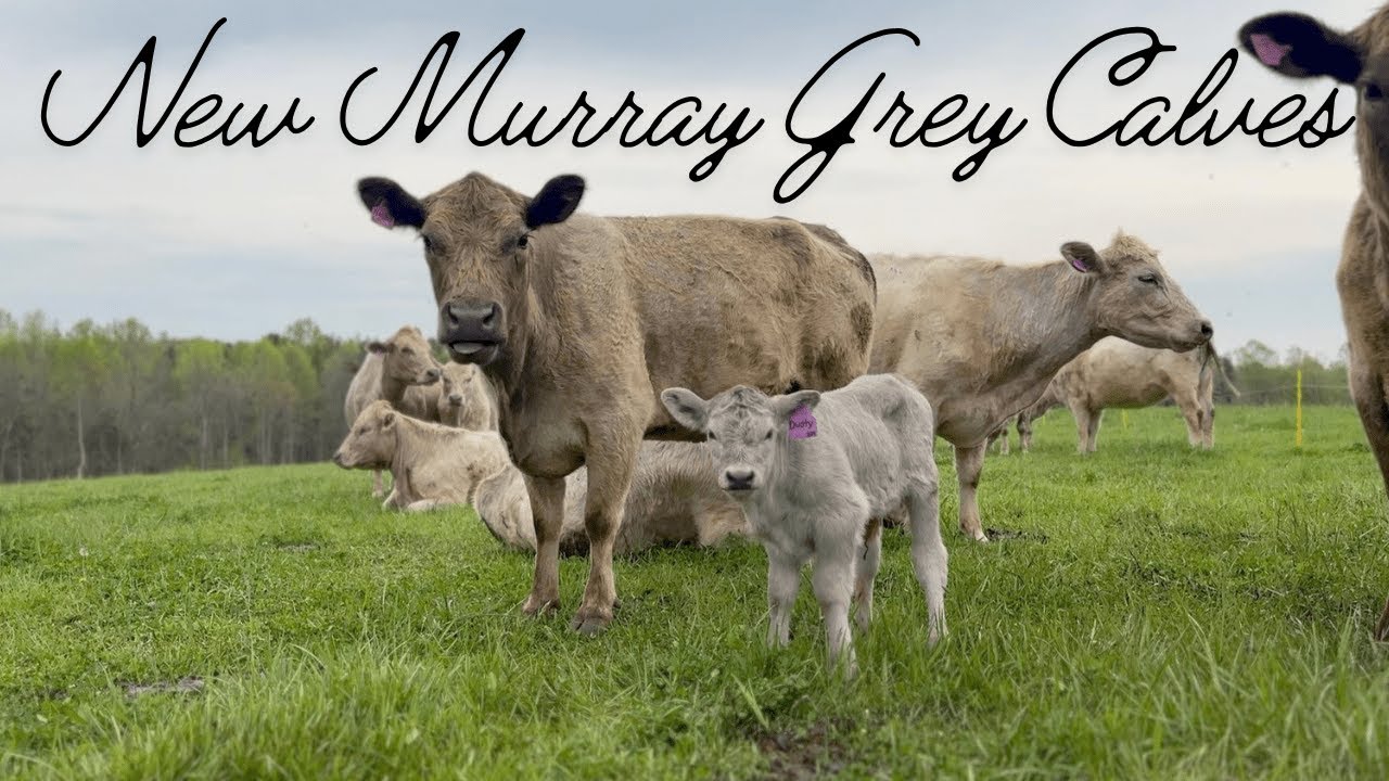 EP. 47 | Introducing Our New American Murray Grey Calves | Spring 2024 ...