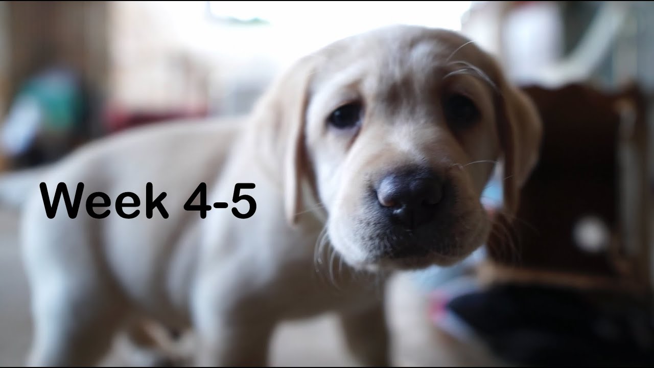 Labrador Puppies Growing Up Diary - Part 4 - YouTube
