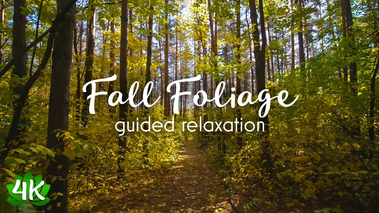 4K Fall Foliage Forest Visualization to Calm Down - Guided Deep ...