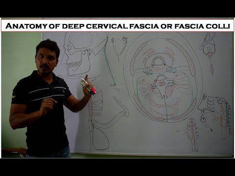 Anatomy of deep cervical fascia or fascia colli - Deep Fascia of neck - Core concept