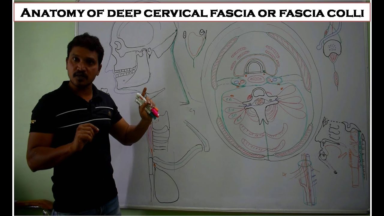 Anatomy of deep cervical fascia or fascia colli - Deep Fascia of neck ...