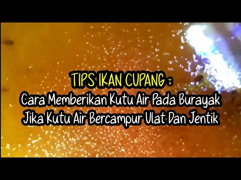 Cara Memisahkan Kutu Air Dengan Jentik dan Ulat
