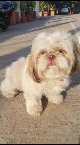 Cute Dog 😍 ️#Shorts #dogs - YouTube