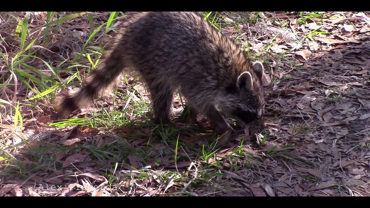 RACCOON'S LIFE in Florida - YouTube