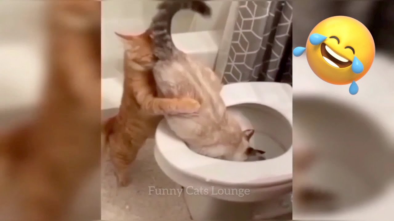 These hilarious funny cats will make your day!😹 #7 - YouTube