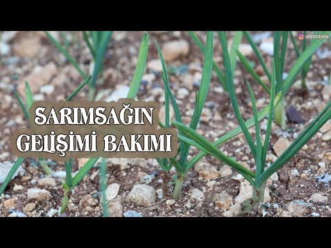 Sarımsağın Bir Aylık Gelişimi; Sarımsağın Bakımı, Çapası / One Month Development of Garlic