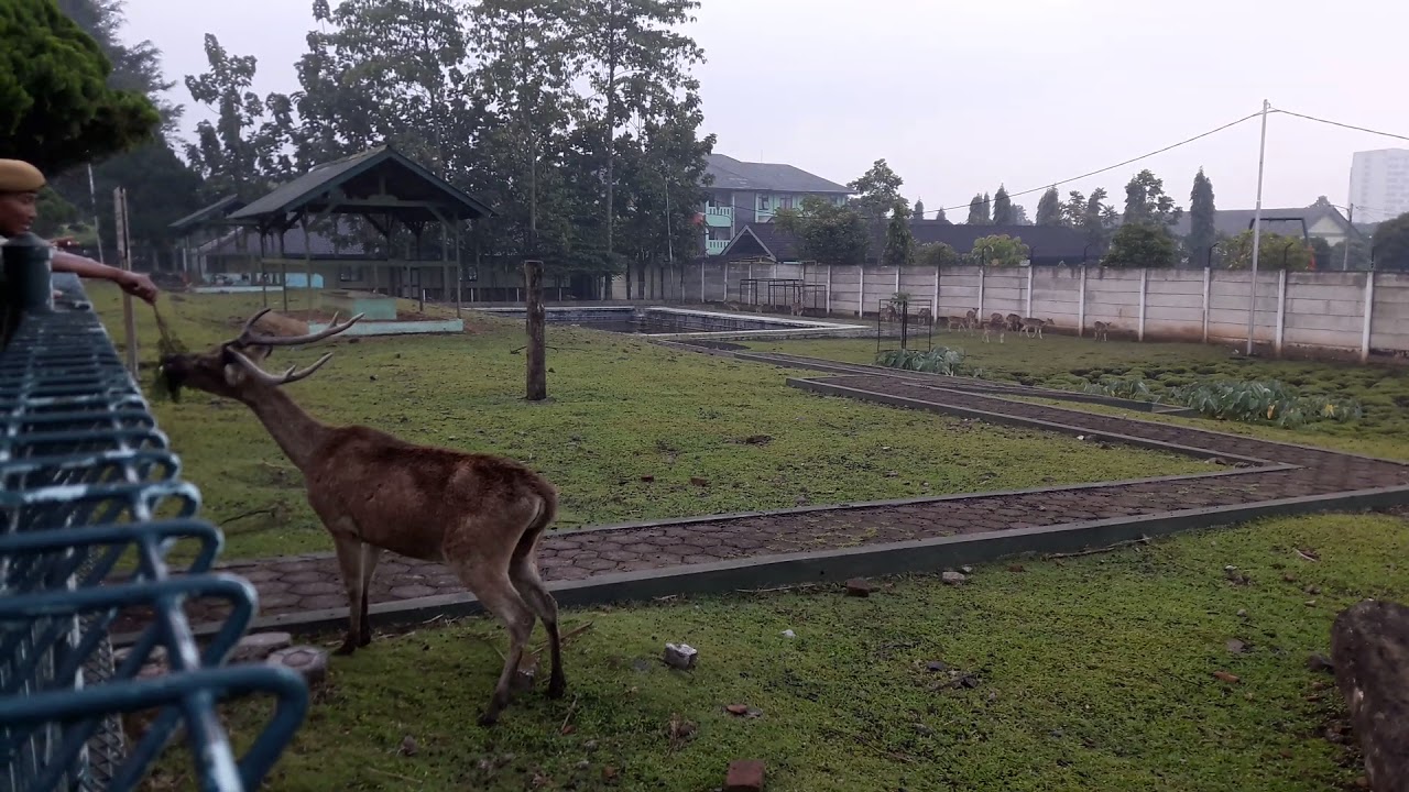 #Ini Rusa atau Kijang ? - YouTube