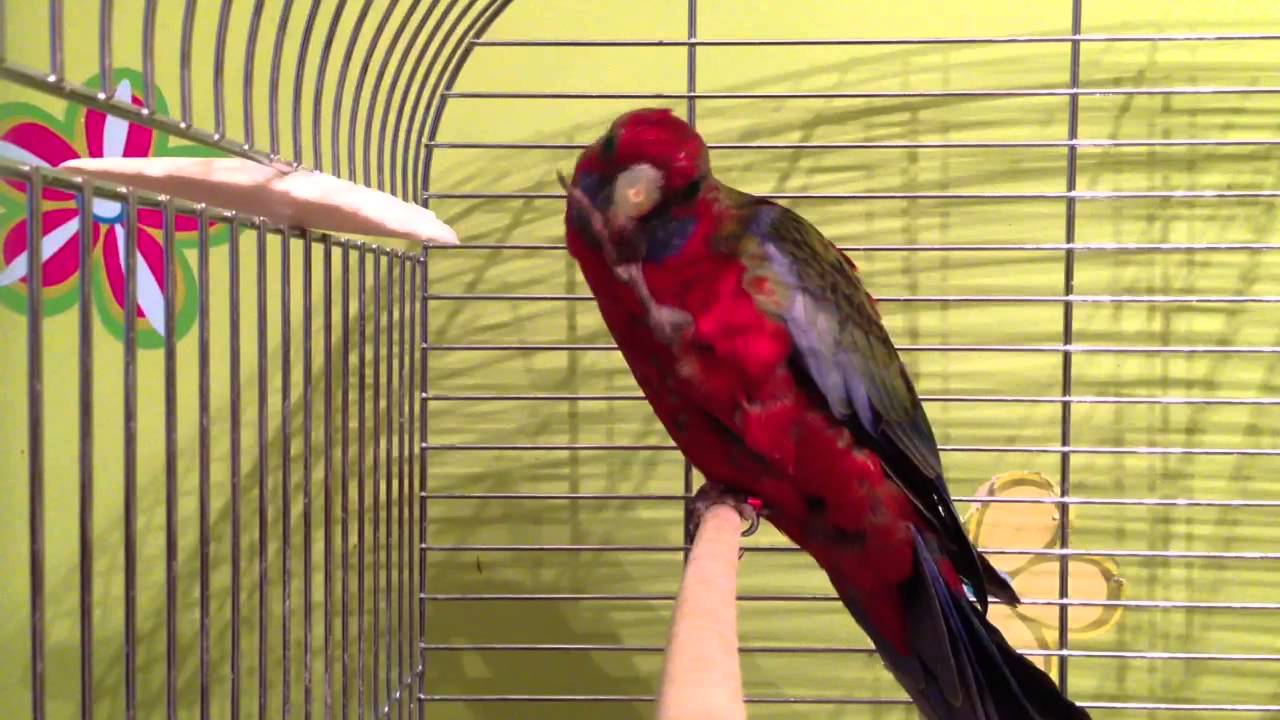 Papuga Rozella królewska (Platycercus elegans) walczy z orzeszkiem ...