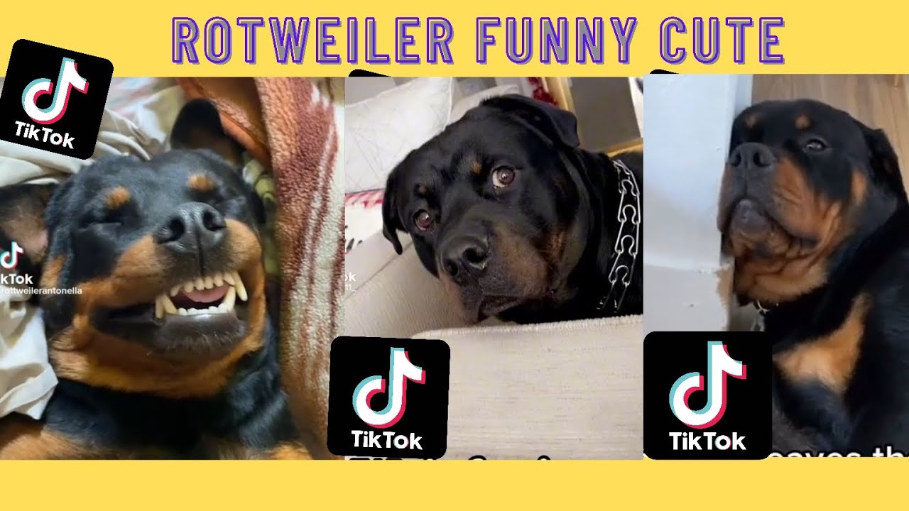 Rottweilers are Cute and Funny- Rottweiler TikTok Compilation! # ...