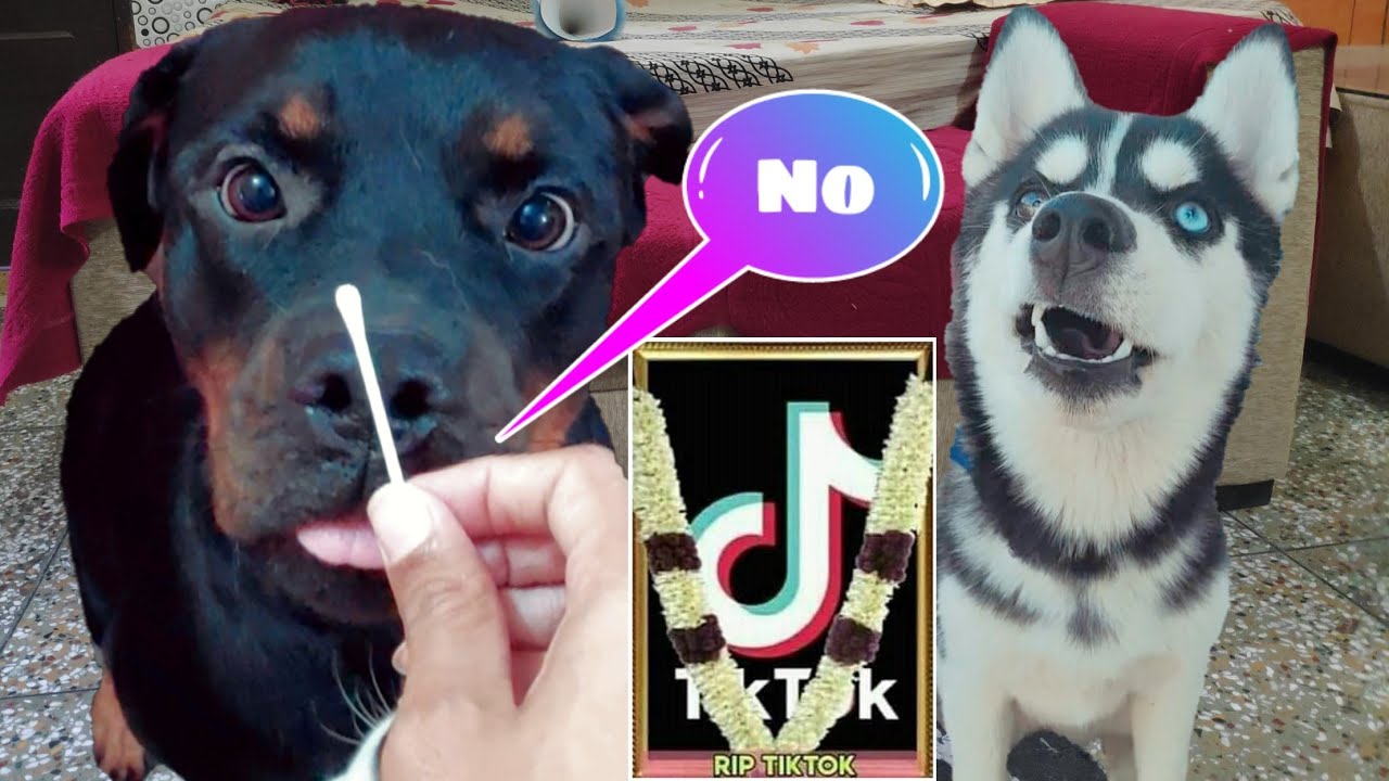 Cheeni Troll Roxy For Tiktok Ban || Rottweiler Vs Husky Dog can talk ...