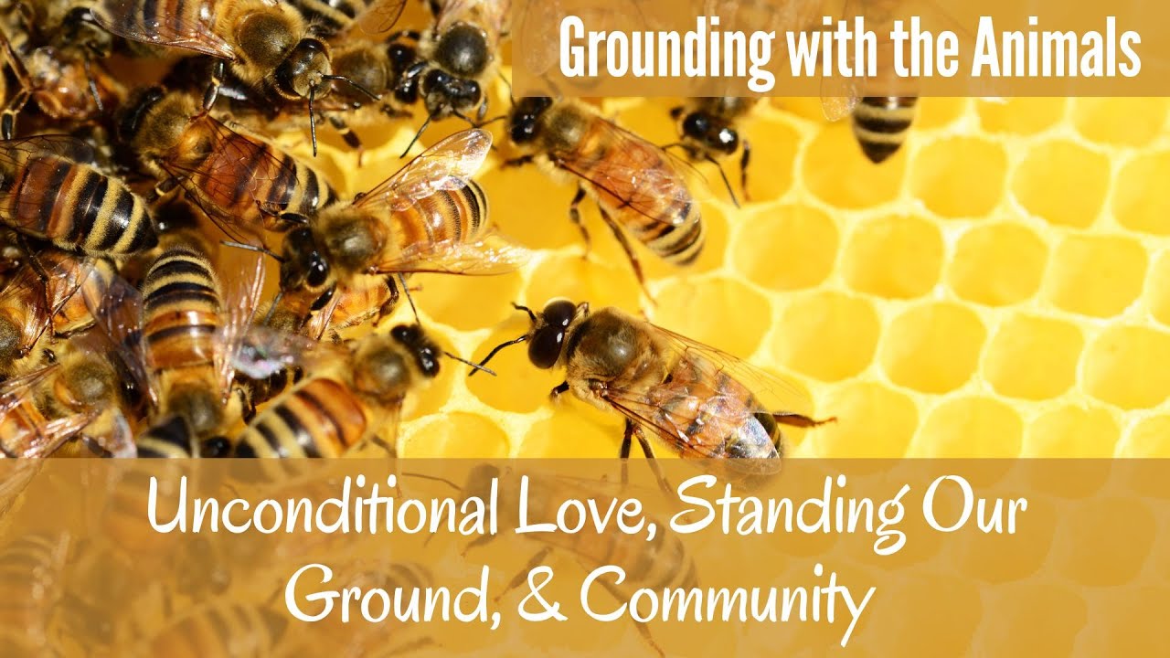 Grounding with the Animals ~ Unconditional Love, Standing Our Ground ...