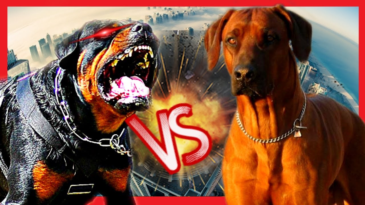 Rottweiler vs leão da Rodesia (Rhodesian ridgeback) - YouTube