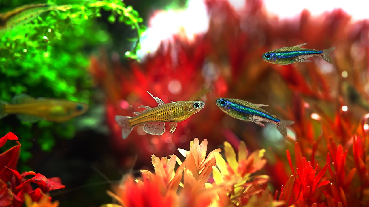 Planted Tank (plant holding) Green Neon Tetra Fish Shrimp And Others ...