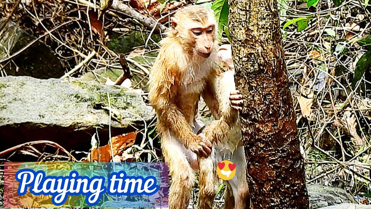 Slow Motion of my lovely monkey under the tree| Long Tail Monkey - YouTube