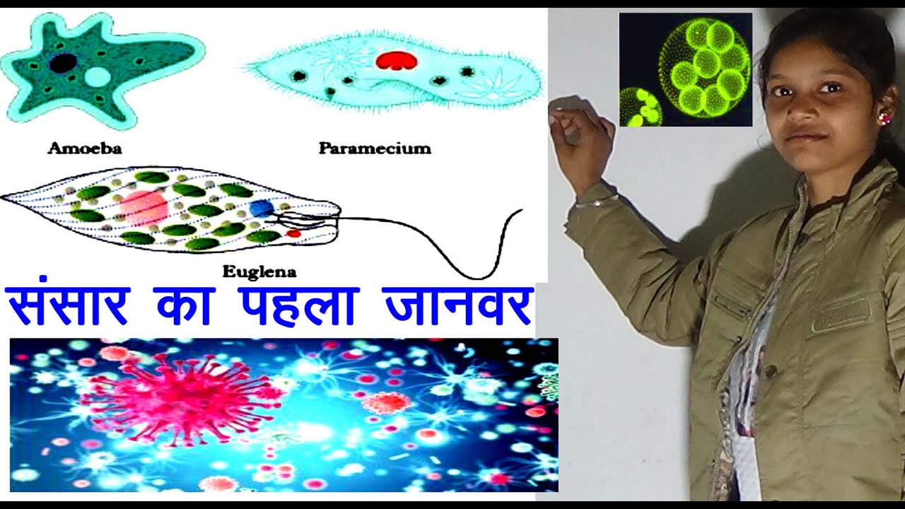 Protozoa, Algae and Viruses - Habitat - Structure - Size - Nutrition ...