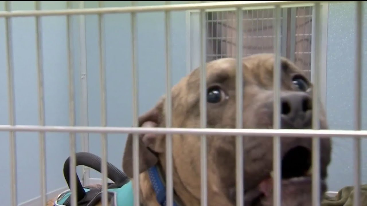 Eliminan la prohibición de venta de perros en tiendas de mascotas en ...