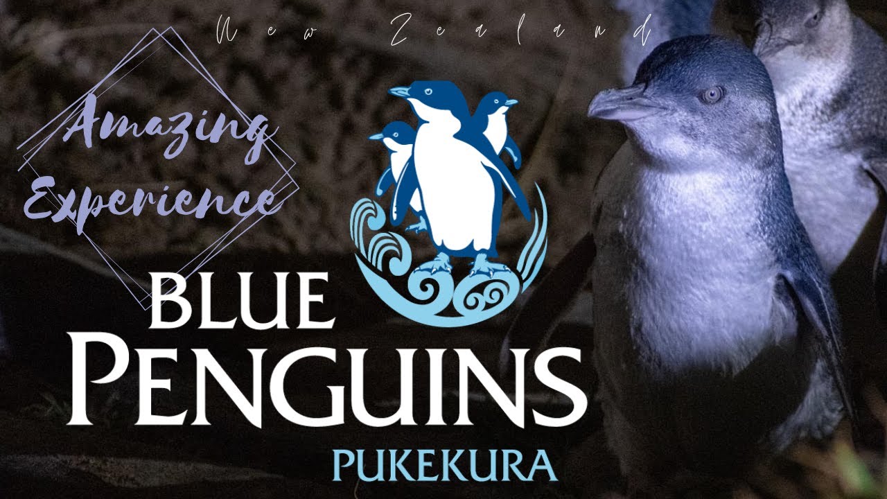 Dunedin: Discover Little Blue Penguins in a Magical Setting - YouTube