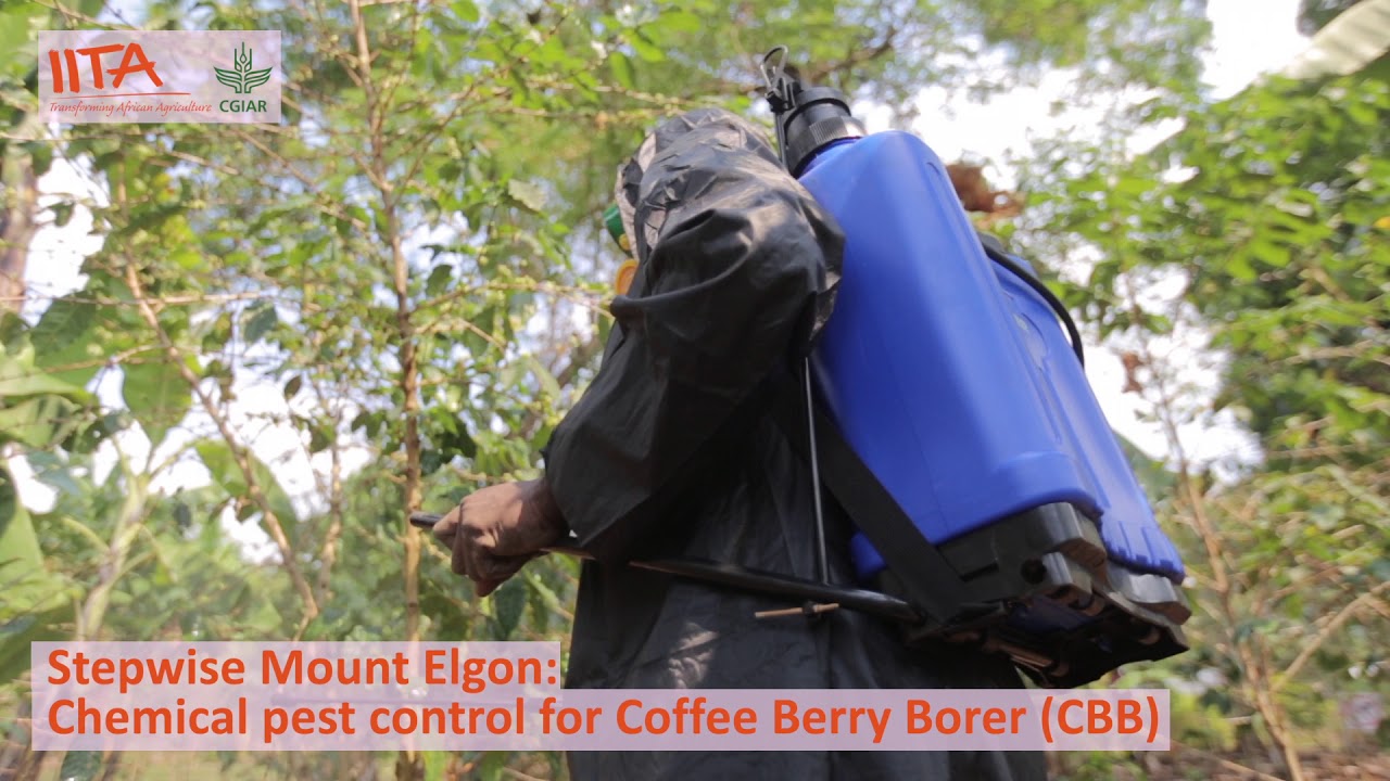 Chemical pest control for Coffee Berry Borer (CBB) - YouTube