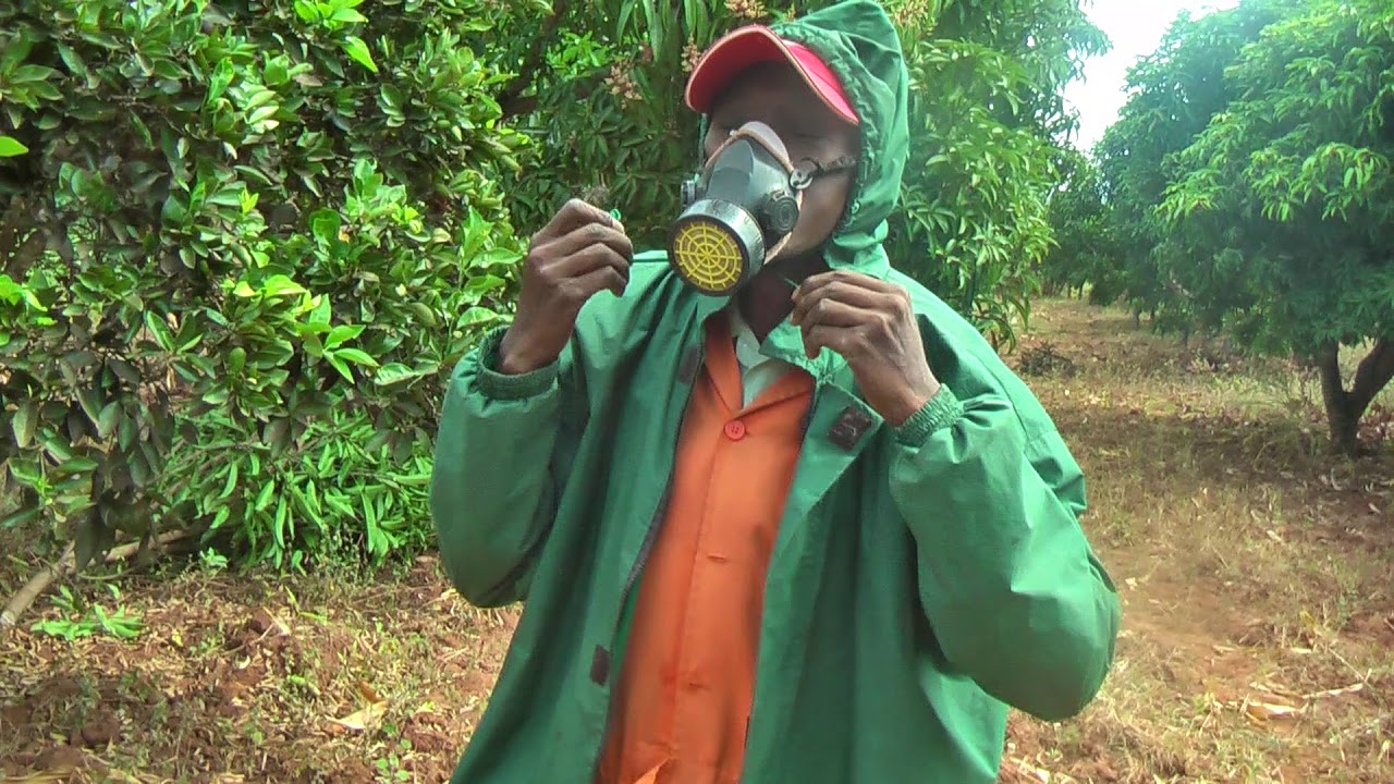 Kenya-Makueni Mango Tree Spraying - YouTube