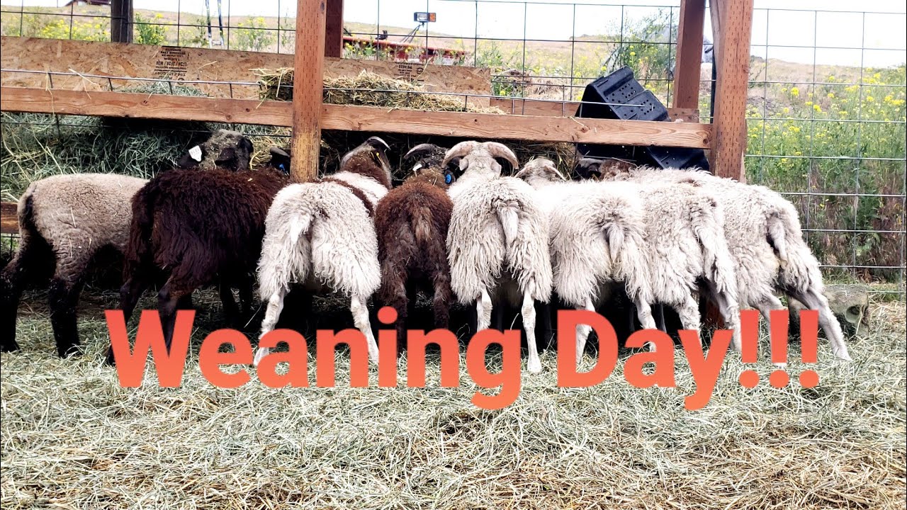 Lamb Weaning Day! - YouTube