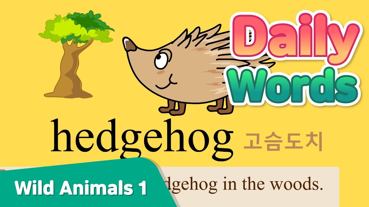 Daily WordsㅣEnglish wordsㅣWild Animals 1ㅣ야생동물 1ㅣ영어단어ㅣ기초 영단어 - YouTube