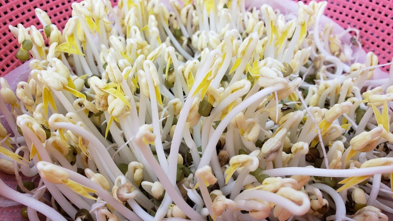How to Grow Bean Sprouts - Easy Recipe with ENGLISH CAPTION - YouTube