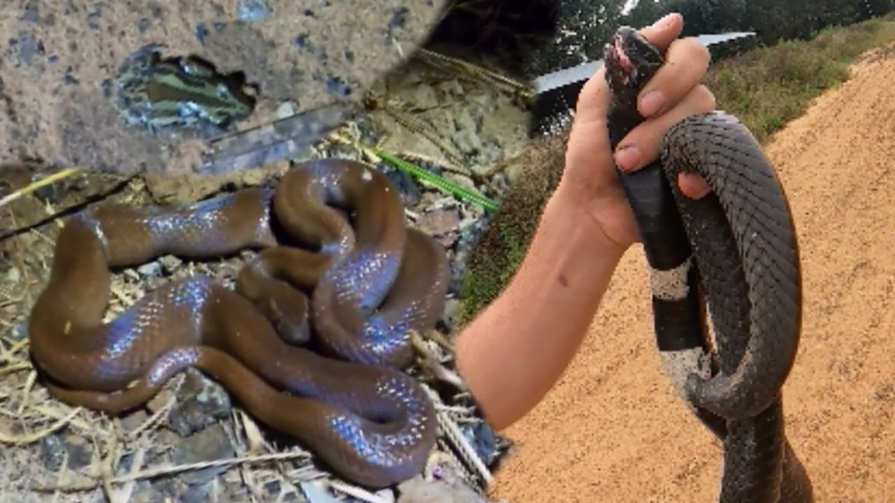Herping, House Snakes Aplenty - YouTube